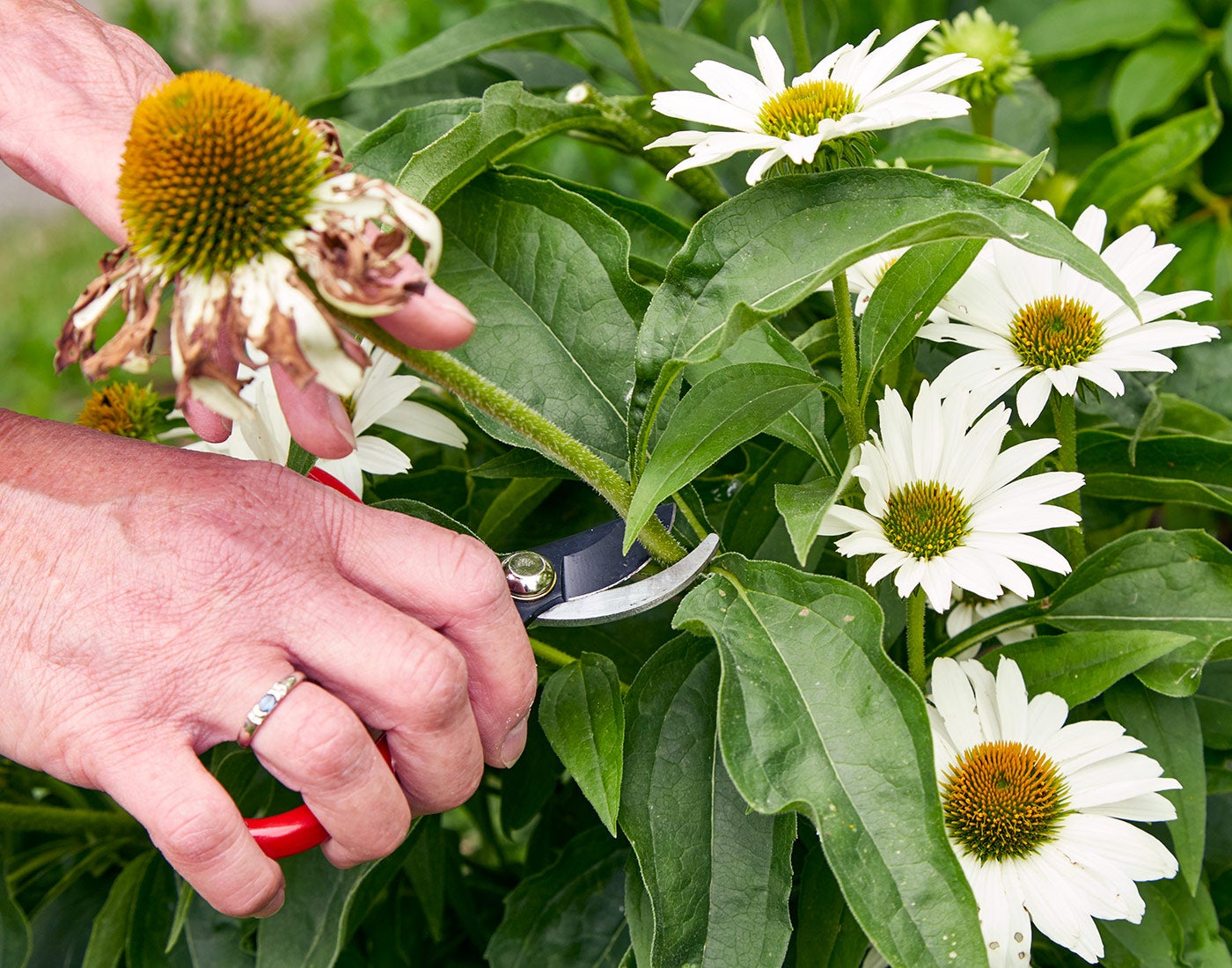 All About Deadheading Flowers - Horticulture