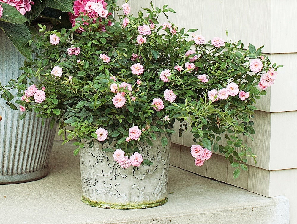 Tips for Growing Roses in Containers - Horticulture