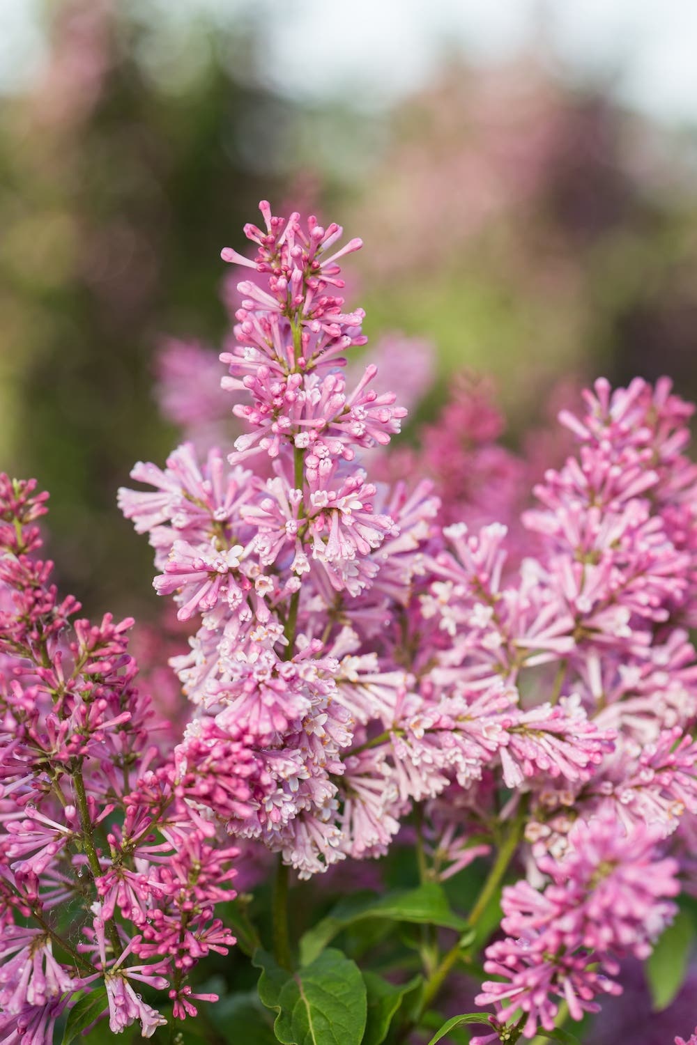 Nimbus Pink Meadow Rue Creates a Fluffy Pink Cloud of Flowers ...