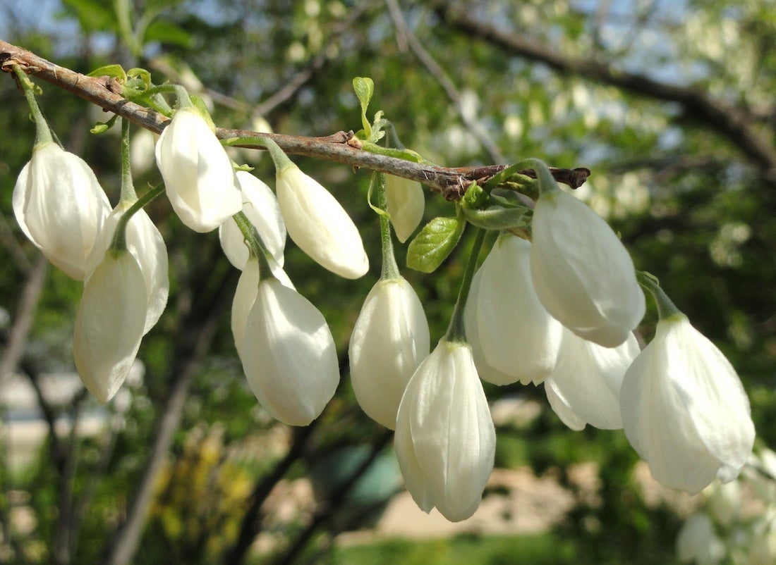 Two-Winged Silverbell Tree Fits in Small Gardens - Horticulture