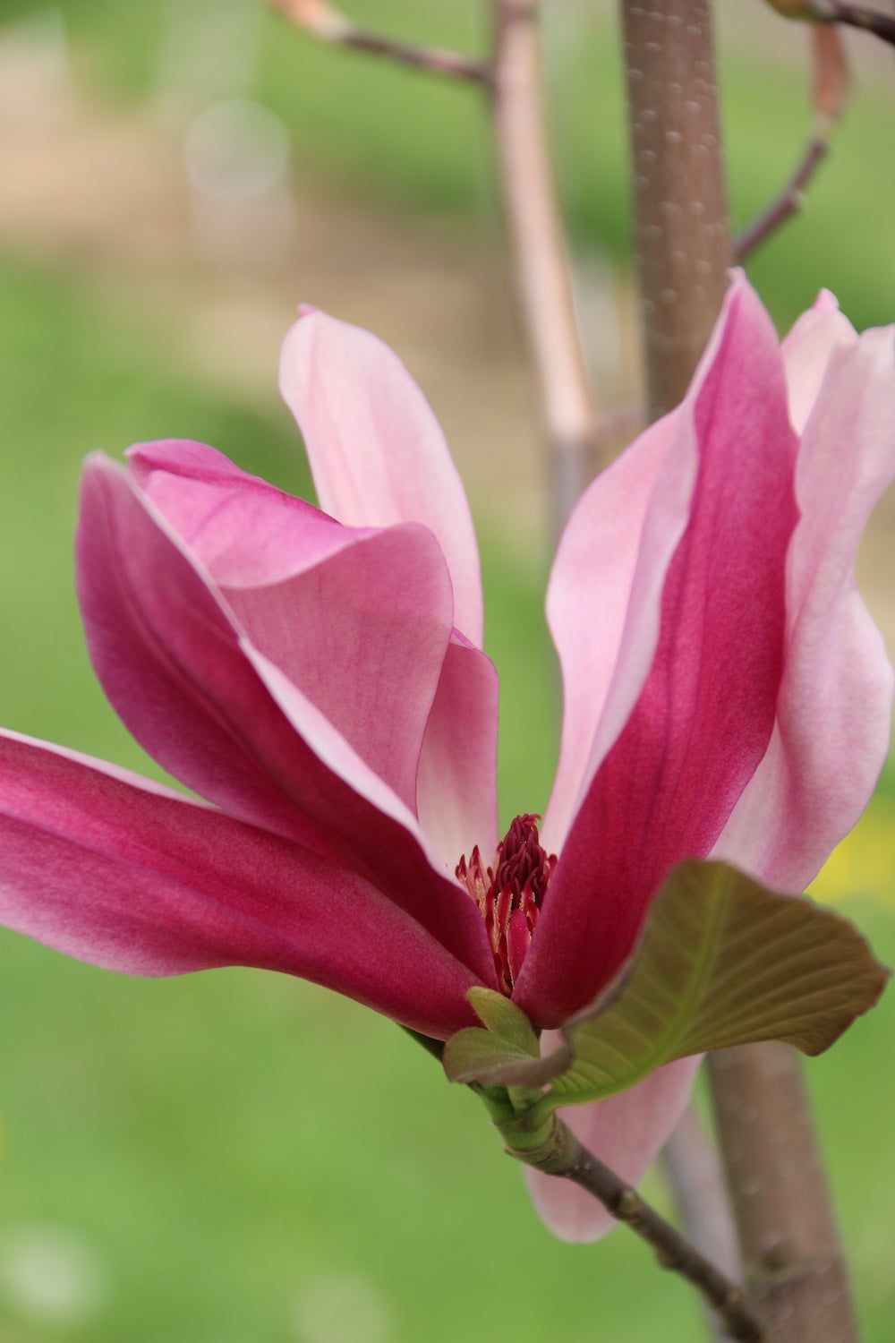 New Magnolias Offer Better Hardiness and Manageable Size - Horticulture