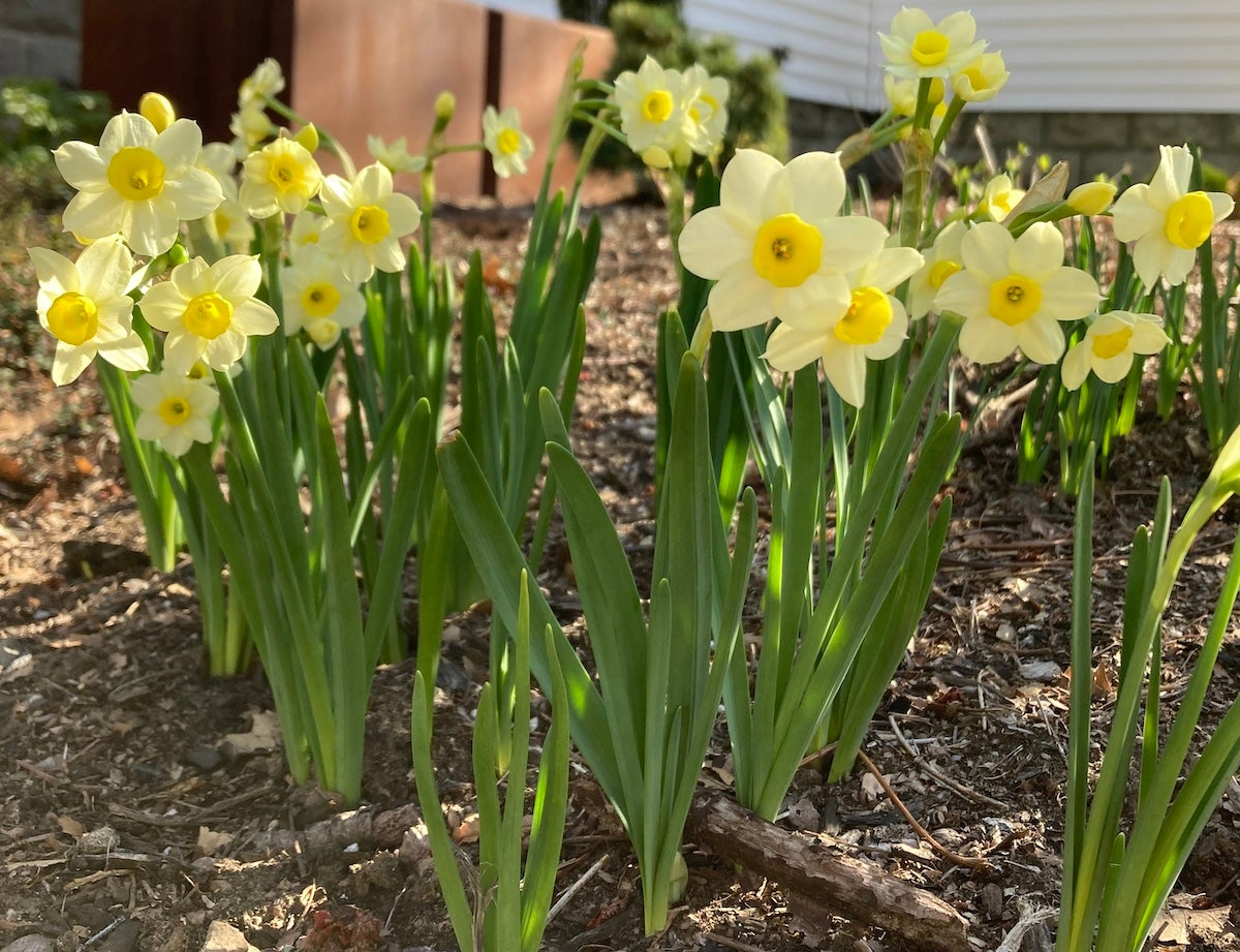 'Minnow' Miniature Daffodil Fills Spring Gardens with Fragrance ...