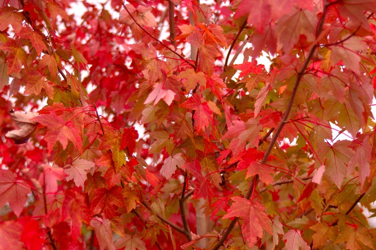 Plant Redpointe Red Maple for Fall Color and Strong Growth Habit ...