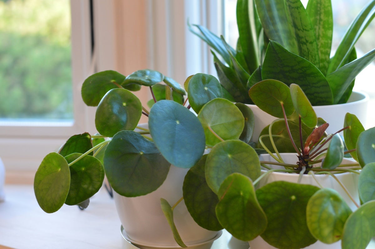 Chinese Money Plant Is a Hard-to-Resist Houseplant - Horticulture