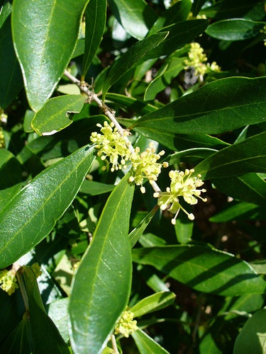 Plants We Love: Florida privet (Forestiera segregata) - Horticulture