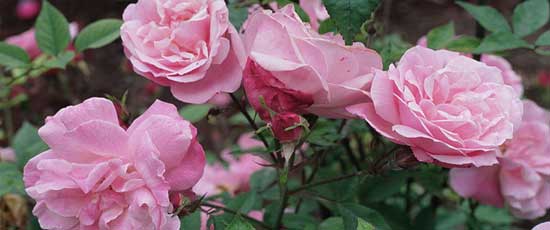 How to Make a Climbing Rose Look Fuller - Horticulture