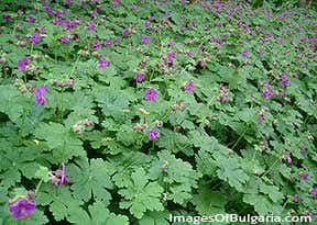 Plants We Love: Bigroot Geranium - Horticulture