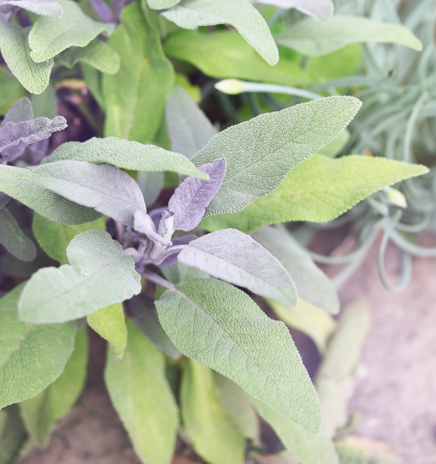 6 MORE Deer-Resistant Herbs - Horticulture