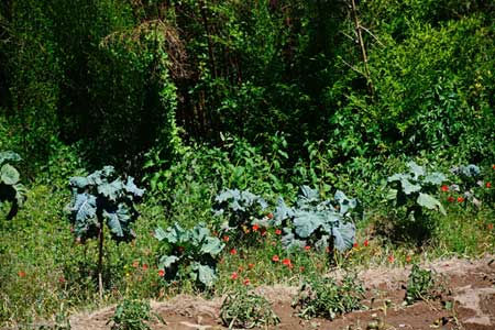 Tree Collards: How to Grow and Use Them - Horticulture