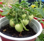 The Micro Tom Tomato - Horticulture