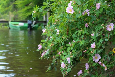 Native Roses and Classic Varieties Are Easy to Maintain - Horticulture