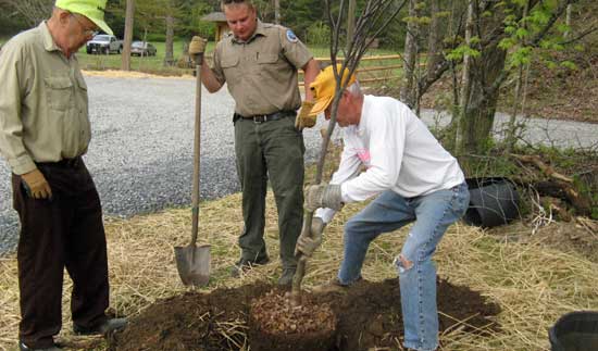 Planting Balled and Burlapped Trees - Horticulture