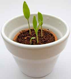 Cells Flats or Pots Horticulture