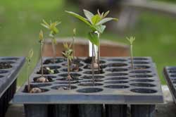 Seed Gear from the Kitchen - Horticulture