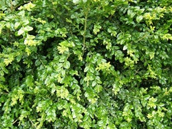 How to Propagate Boxwoods from Cuttings - Horticulture