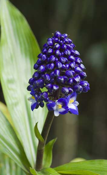 Blue Ginger Is an Easy-to-Grow Tropical Flower - Horticulture