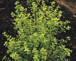 Tasman Ruffles Pittosporum Has Eye-catching Evergreen Foliage