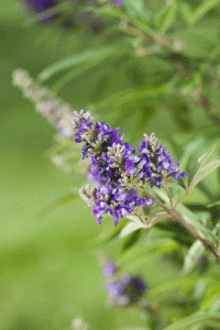 Blue Puffball Chastetree Fits Small Gardens - Horticulture