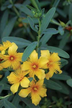 How to Grow Blue Velvet St. Johnswort - Horticulture