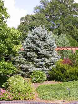 'Fat Albert' Spruce - Horticulture