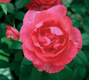 2017’s Award-Winning Roses for the Garden - Horticulture