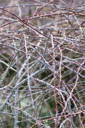 Ghost Bramble: A Great Shrub for Winter Interest - Horticulture