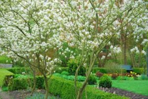 Juneberry: a Small Garden Tree with a Big Effect - Horticulture