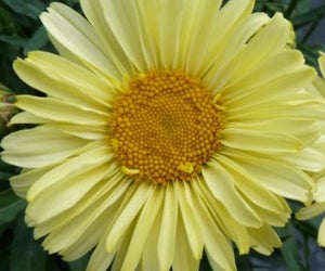 Plants We Love: Leucanthemum ‘Real Sunbeam’ - Horticulture