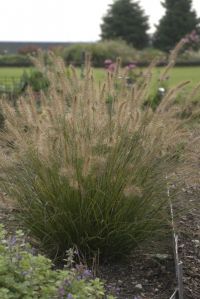 Piglet Fountain Grass - Horticulture