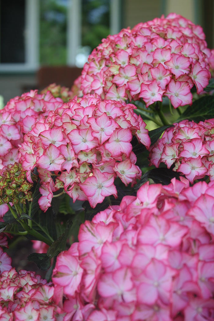 Gorgeous Fire Island Hydrangea Suits Small Spaces - Horticulture