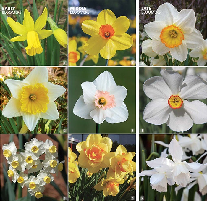 Daffodil Bulbs for Every Stage of Spring - Horticulture