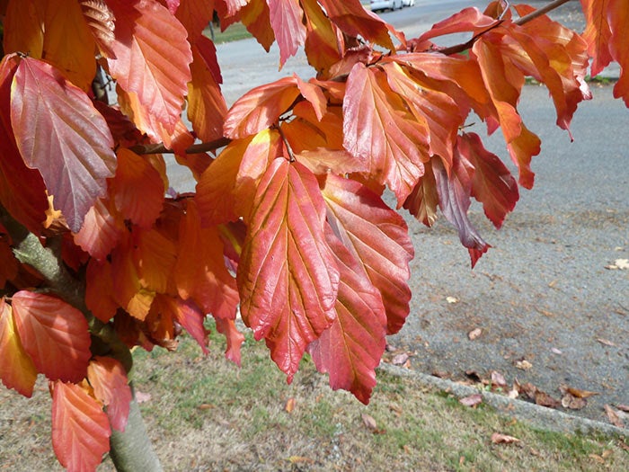 Plant Persian Ironwood Tree for Colorful Leaves and Bark - Horticulture
