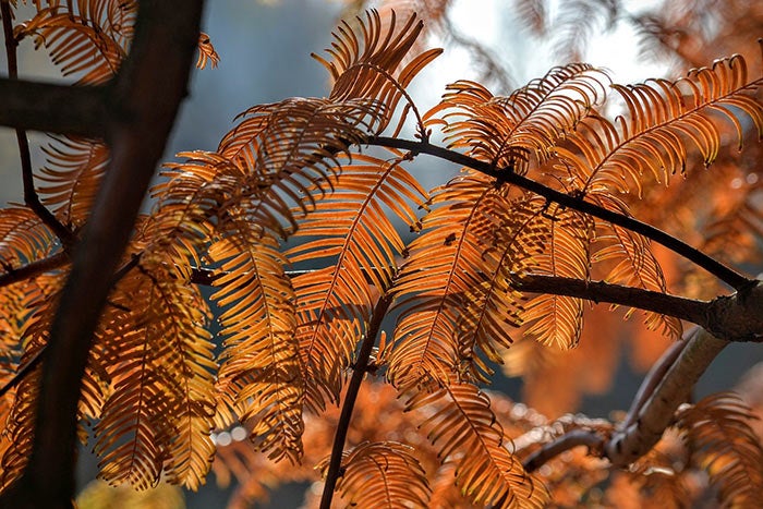 Dawn Redwood: an Ancient Beauty for Ample Gardens - Horticulture