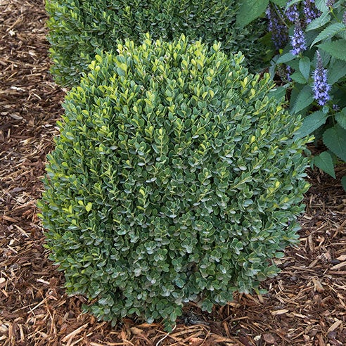 This Dwarf Boxwood Is a Low-Maintenance Evergreen Shrub - Horticulture