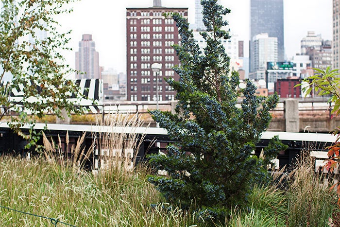 Emerald Sentinel Red Cedar Is a Trouble-Free Evergreen - Horticulture