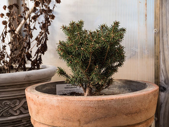 Growing Conifers in Containers in the Garden - Horticulture