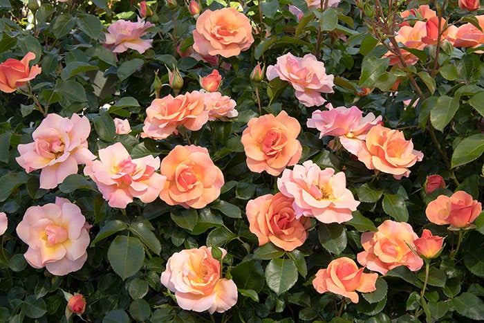 New Nitty Gritty Roses Are Easy-Care and Versatile - Horticulture