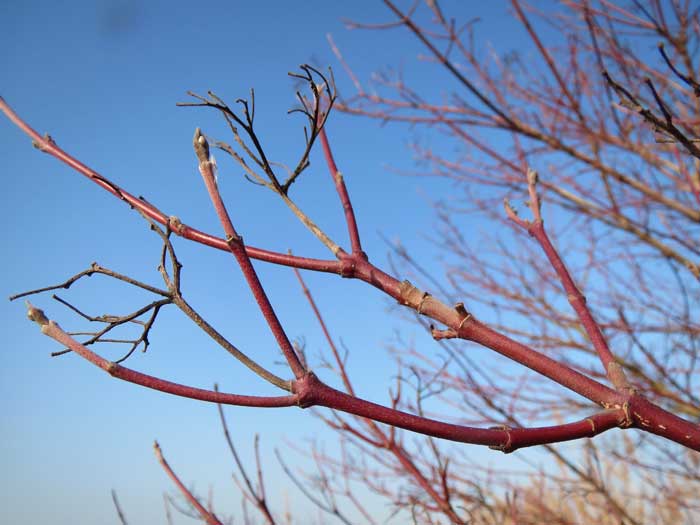 How to Tell if a Branch is Dead or Dormant - Horticulture
