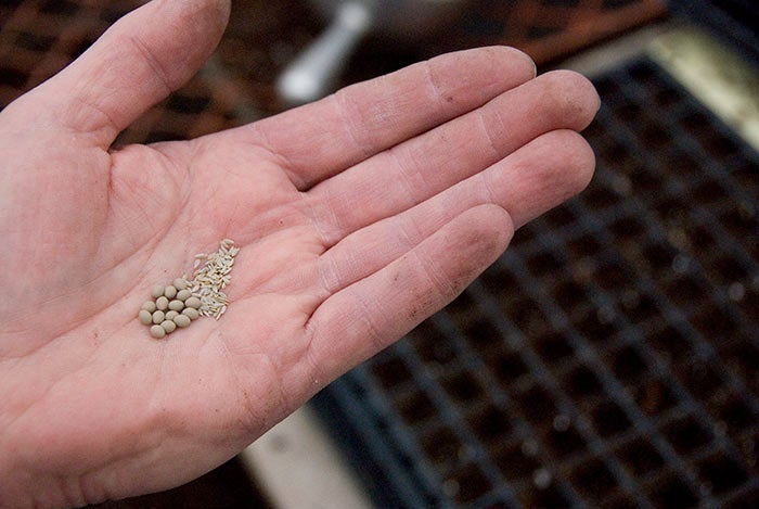 Pelleted Seeds: Why and How to Use Them - Horticulture
