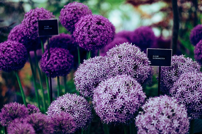 Best Alliums for Flowers and Tips for Growing Them - Horticulture