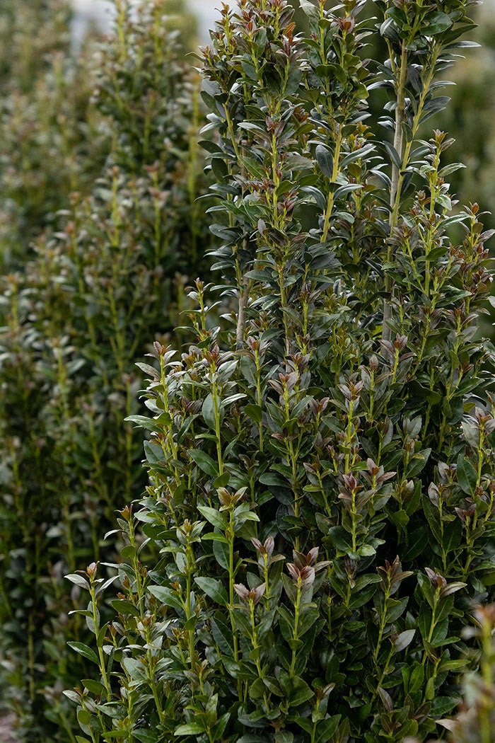 Ruby Colonnade Is a Superb Holly for Form and Foliage Color - Horticulture