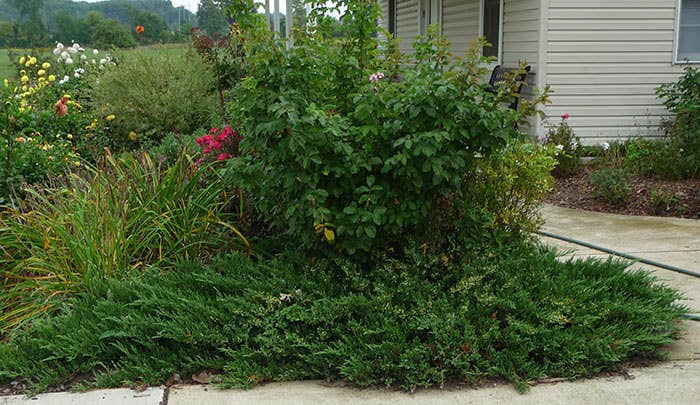 How to Use Horizontal Forms in the Garden - Horticulture