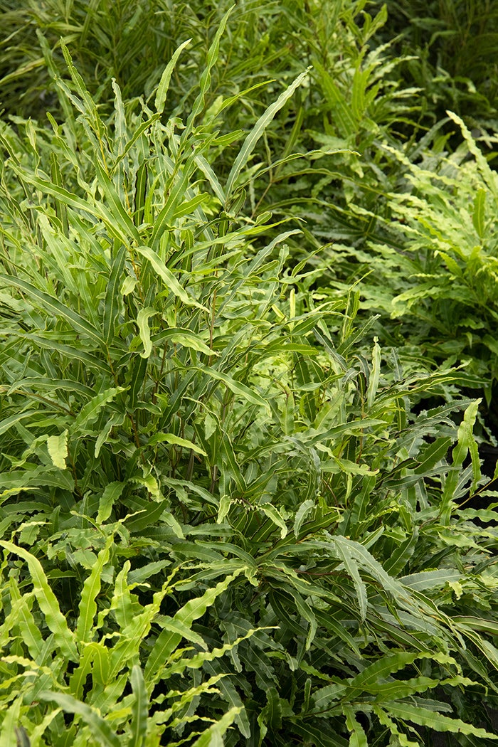 Accent the Shade Garden with Velociraptor Ribbon Fern - Horticulture