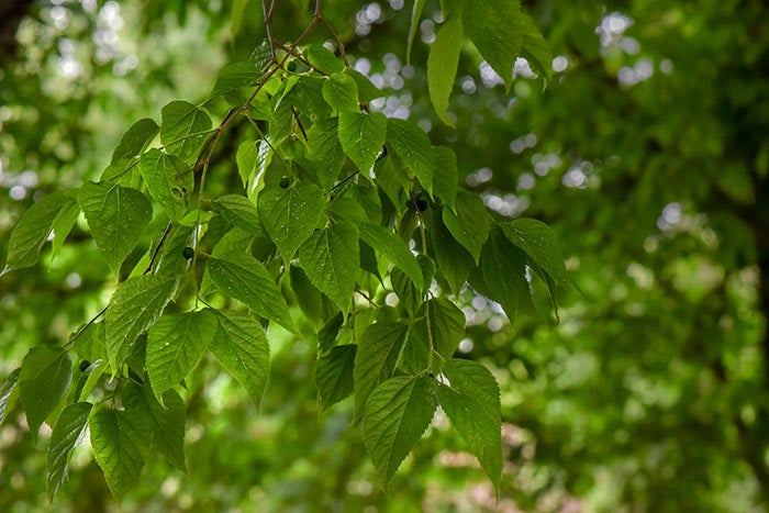 Hackberry Is a Rugged Tree That Supports Wildlife - Horticulture