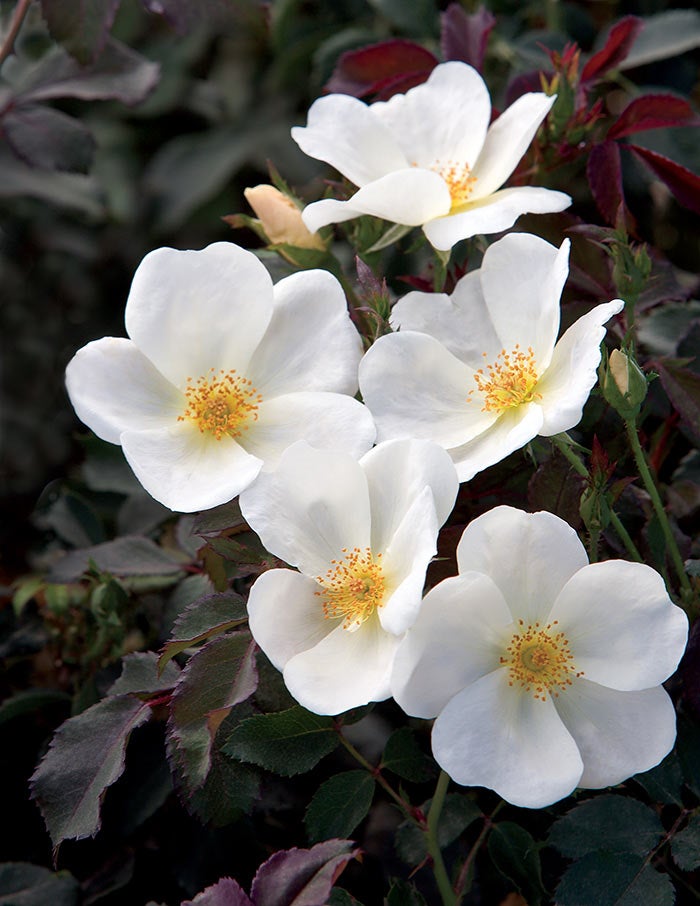 Find Eco-Friendly Roses with the American Rose Trials for ...