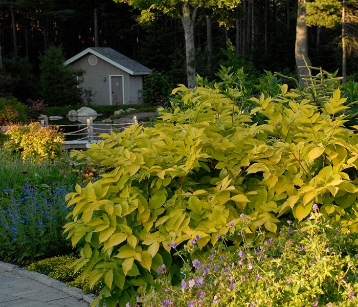 Go for the Gold Plants in the Garden - Horticulture