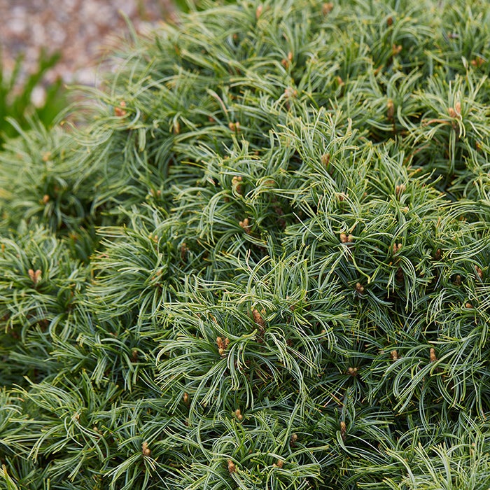 Dwarf Conifer Mini Twists Pine Adds Texture to the Garden - Horticulture