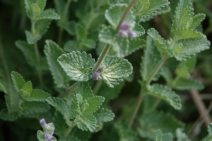 Plant Adaptations Help Them Survive Climate Extremes - Horticulture