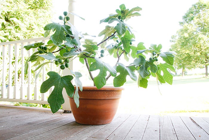 Fignomenal Dwarf Fig Tree Is Perfect for Container Gardening - Horticulture
