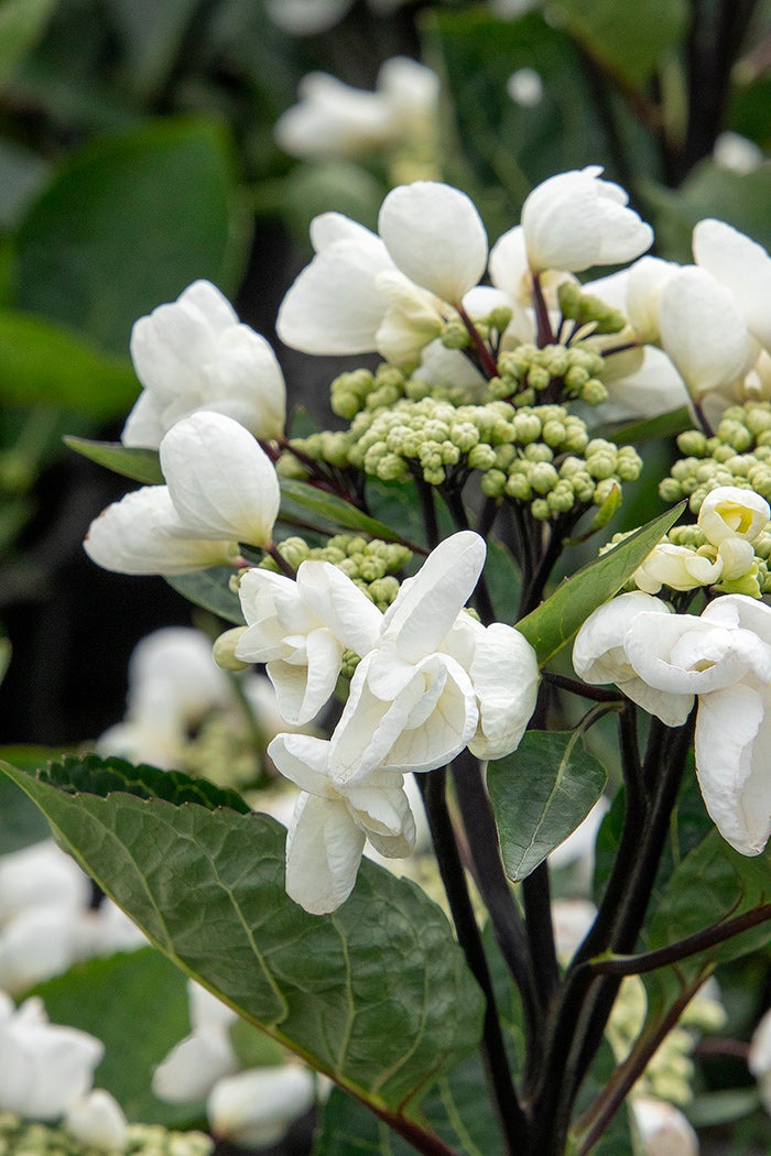 New Hydrangeas to Grow in the Garden - Horticulture